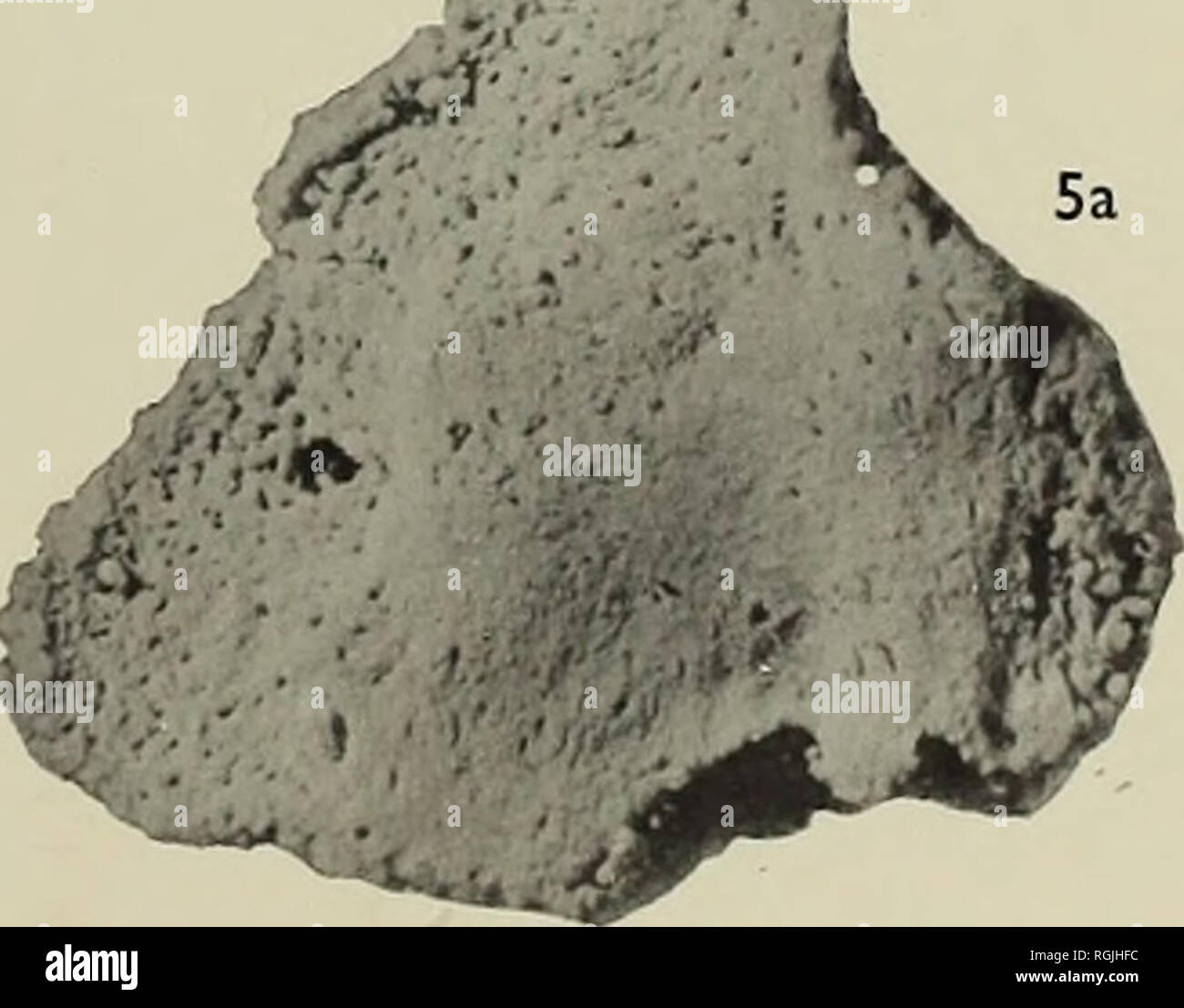 Pteraspis hi-res stock photography and images - Alamy