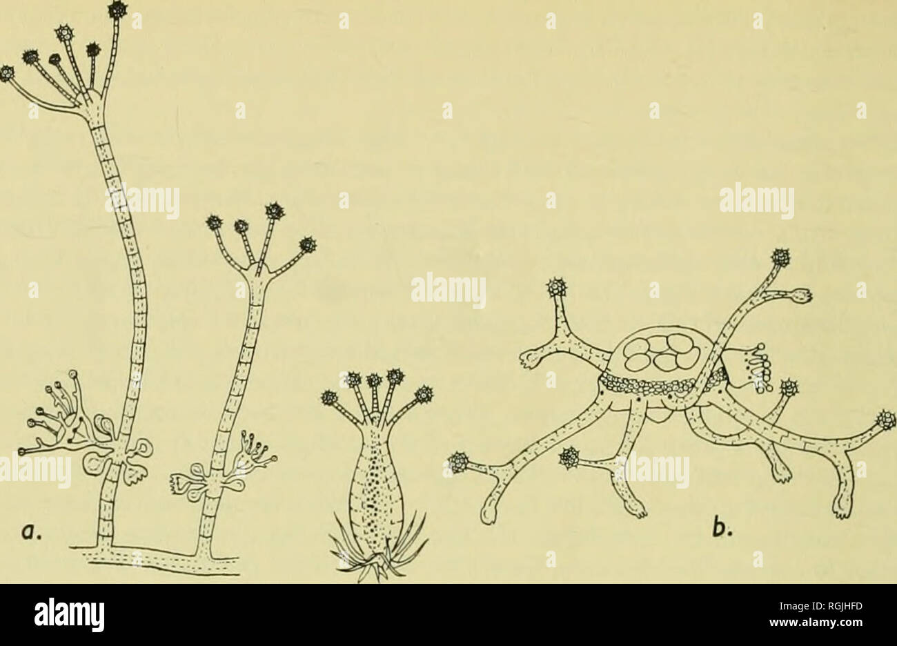 Eleutheria dichotoma hi-res stock photography and images - Alamy