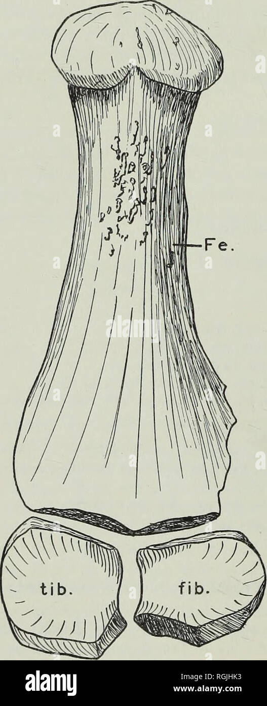 . Bulletin of the British Museum (Natural History), Geology. 170 A ...