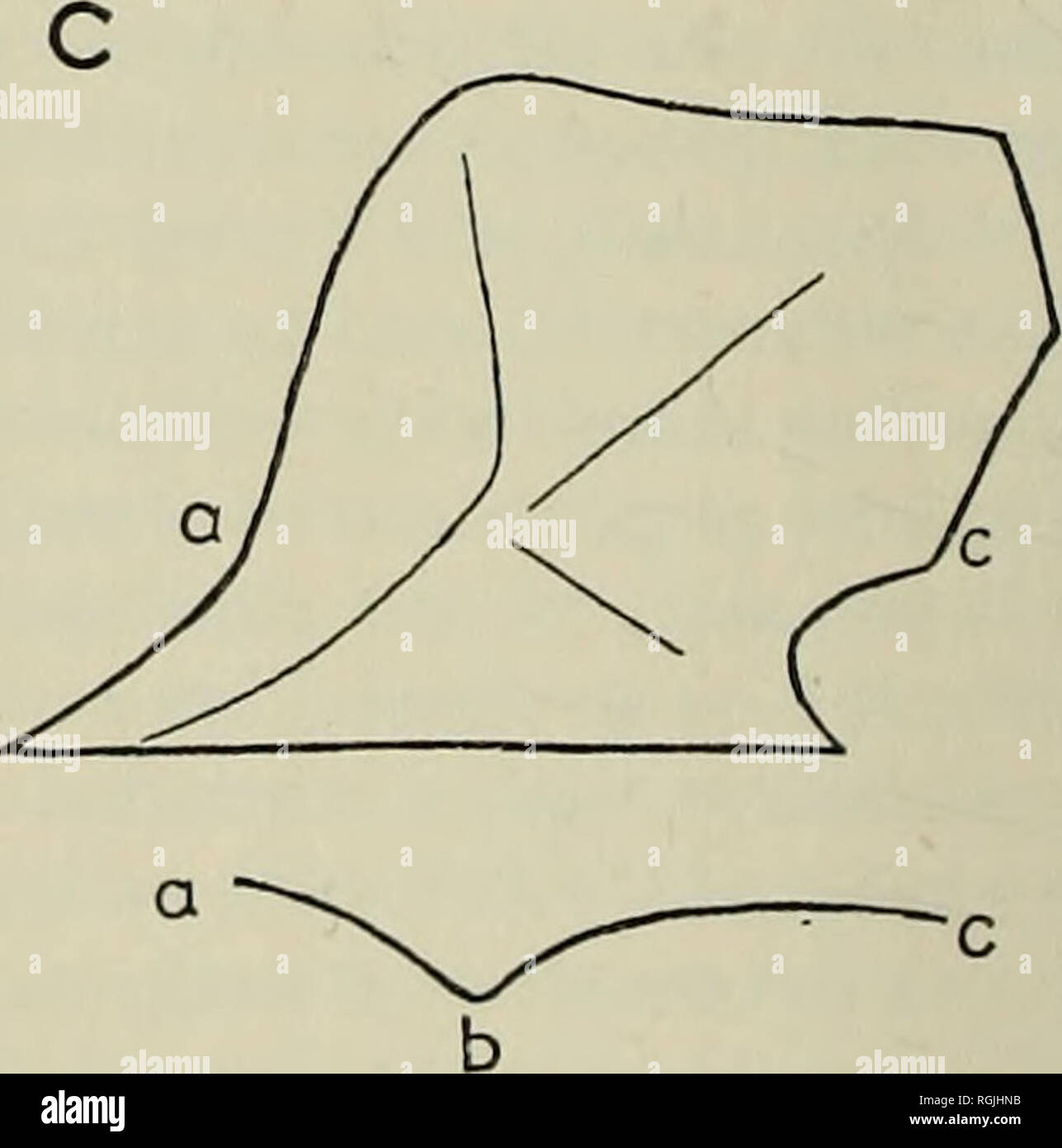 . Bulletin of the British Museum (Natural History), Geology. . Text-fig ...