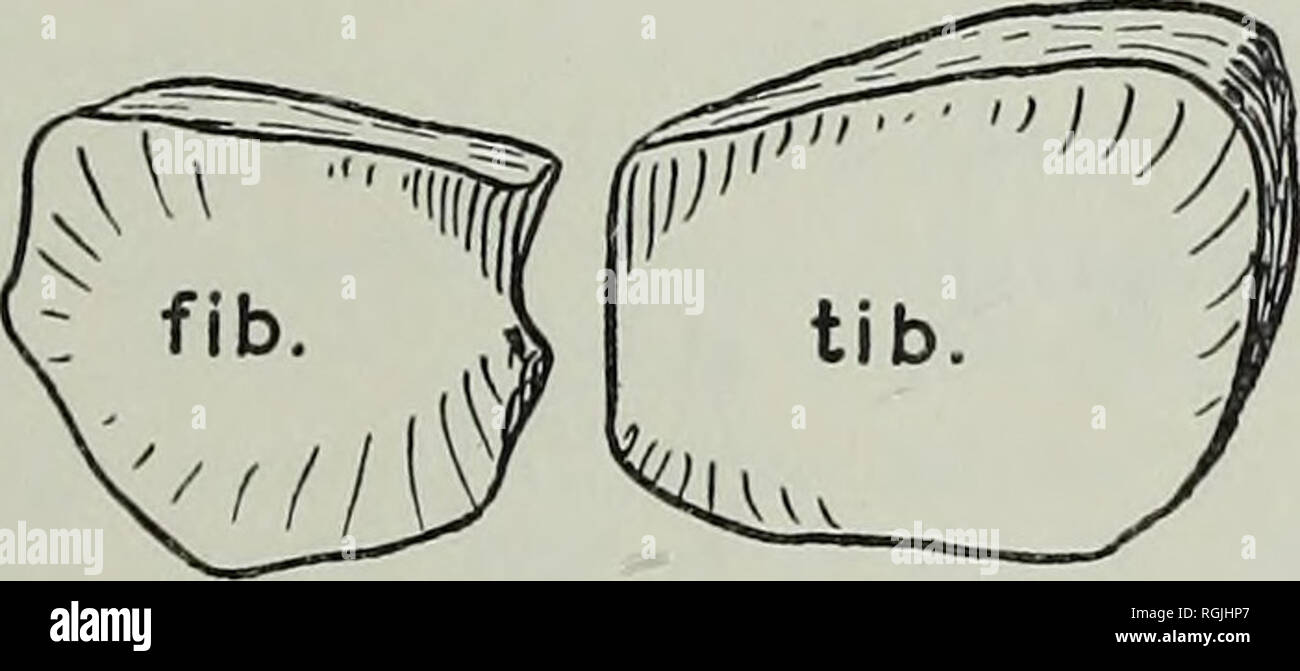 Upper ridge rib hi-res stock photography and images - Alamy