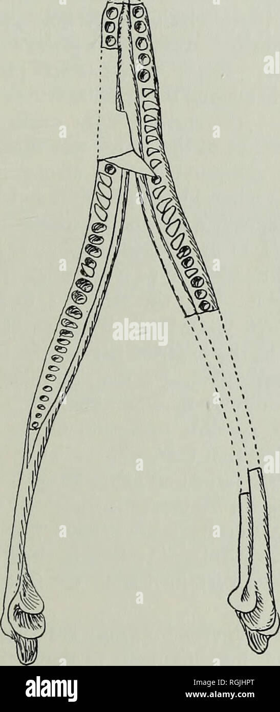 Pleiosaurus hi-res stock photography and images - Alamy