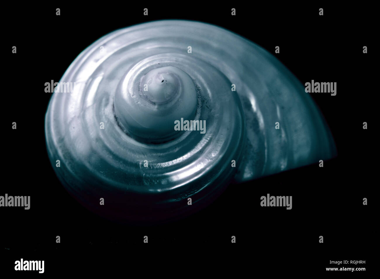 Pearlescent spiral Shell Stock Photo - Alamy