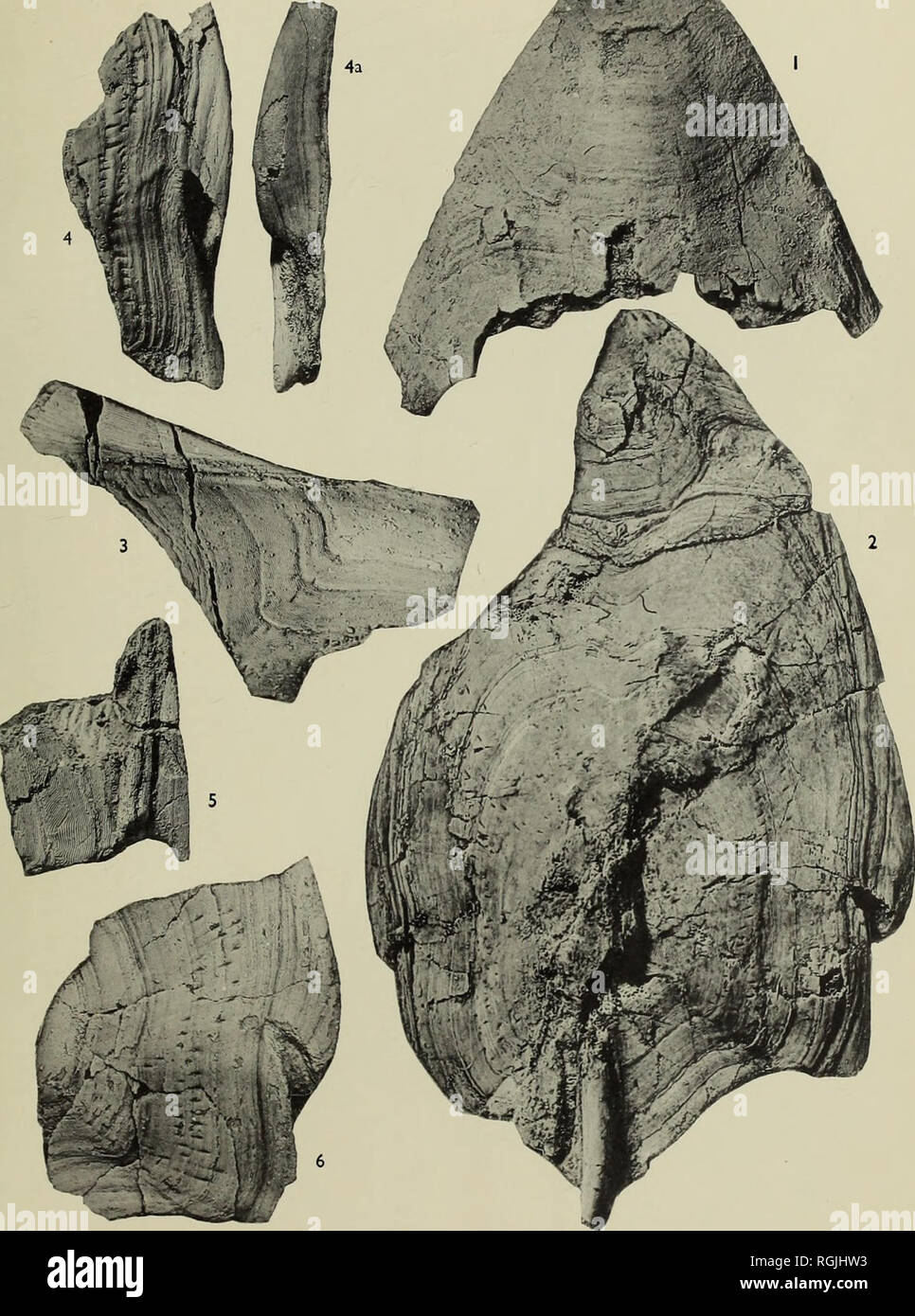 Pteraspis hi-res stock photography and images - Alamy