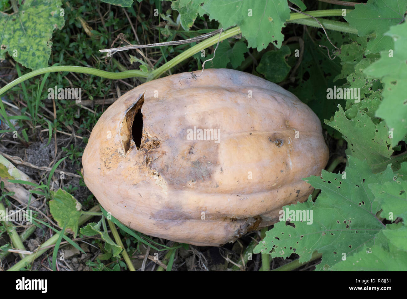 Cucurbita moschata flower hi-res stock photography and images - Alamy