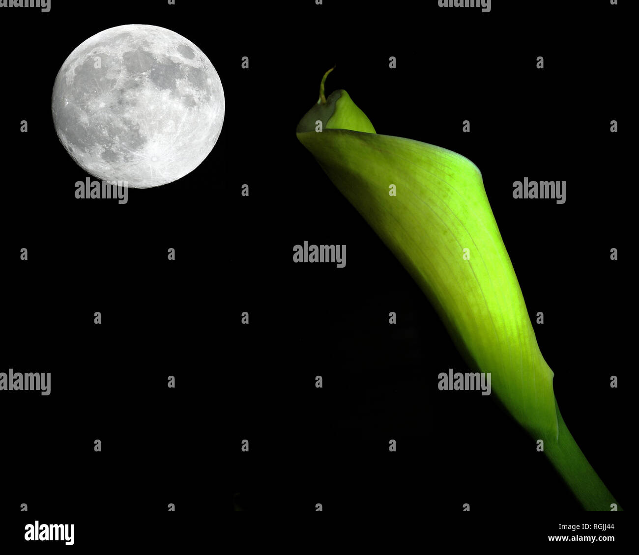 Flowers close-up with full moon in background Stock Photo - Alamy