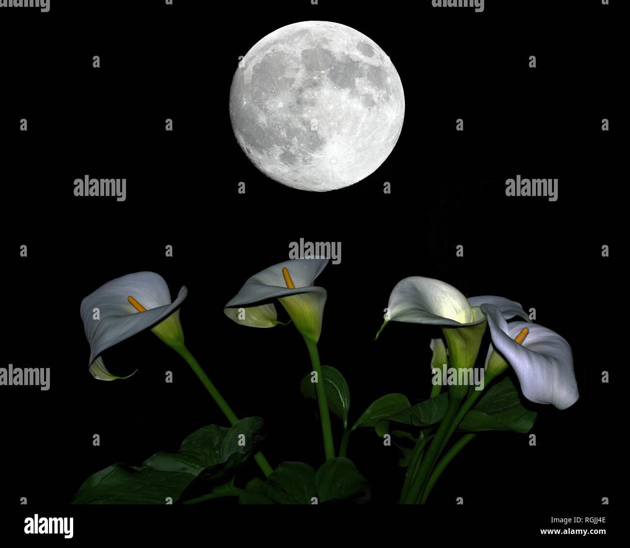 Close up full moon in hi-res stock photography and images - Alamy