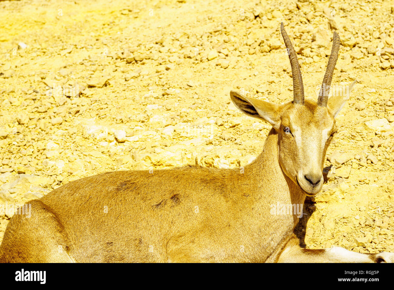 Nubian Ibex in Makhtesh (crater) Ramon, in the Negev Desert, Southern ...