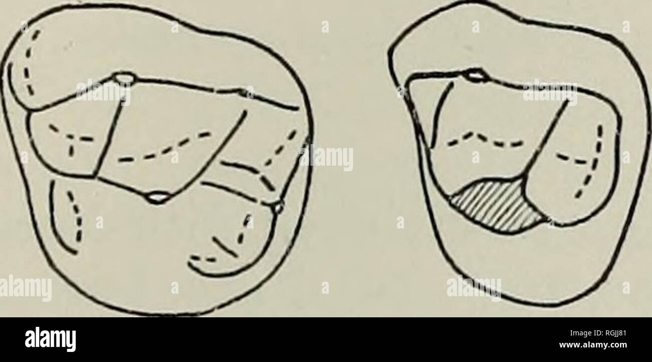 . Bulletin of the British Museum (Natural History), Geology ...