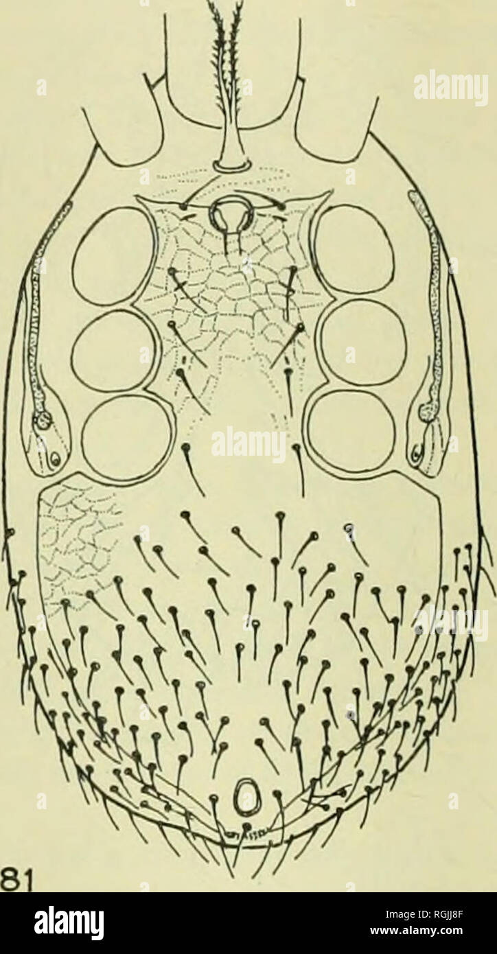 . Bulletin of the British Museum (Natural History). . Figs. 80-81 ...