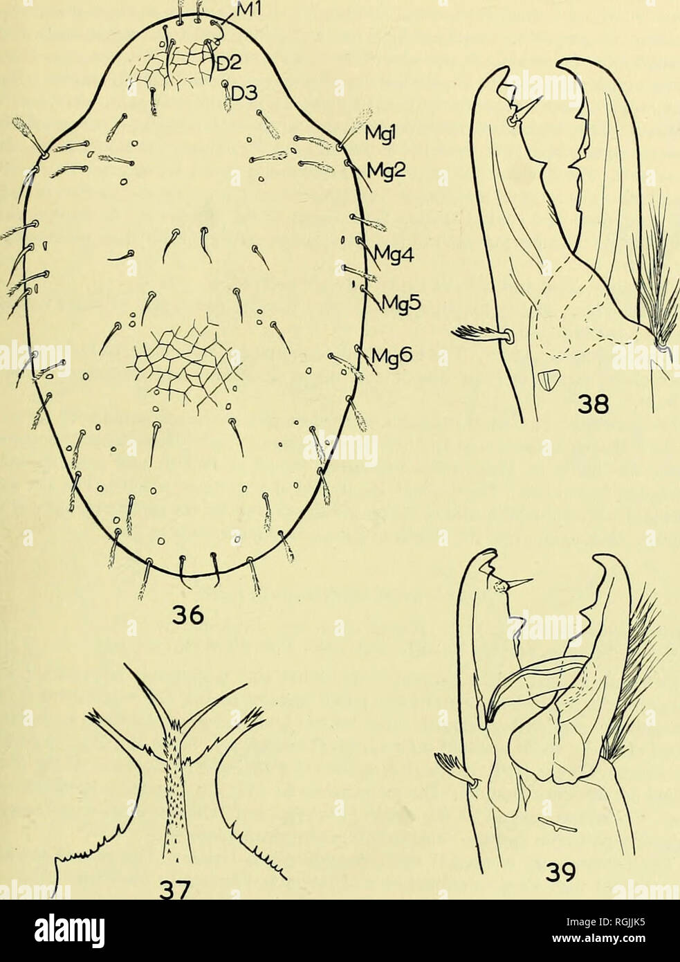 Macrocheles hi-res stock photography and images - Alamy