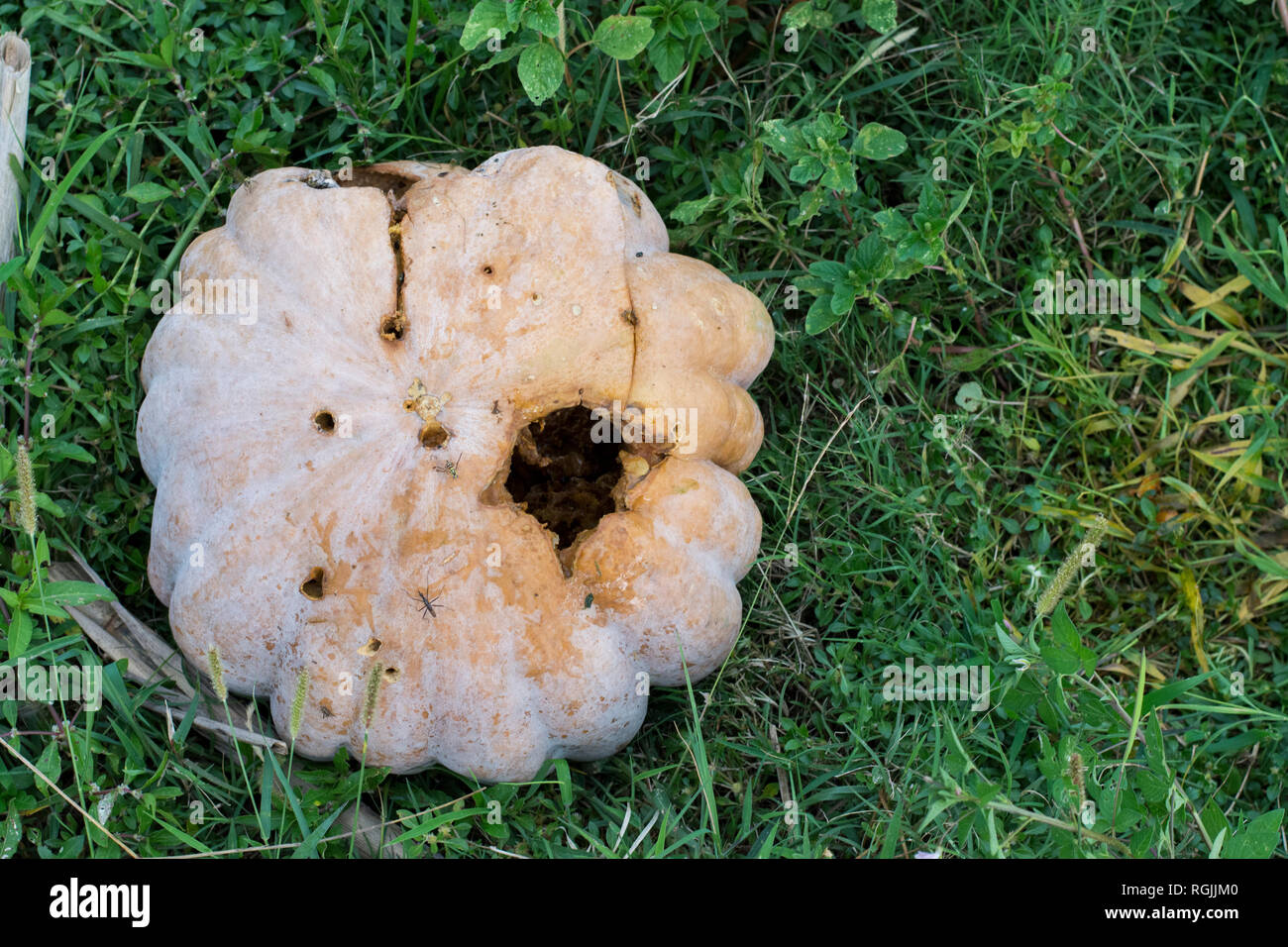 Cucurbita moschata flower hi-res stock photography and images - Alamy