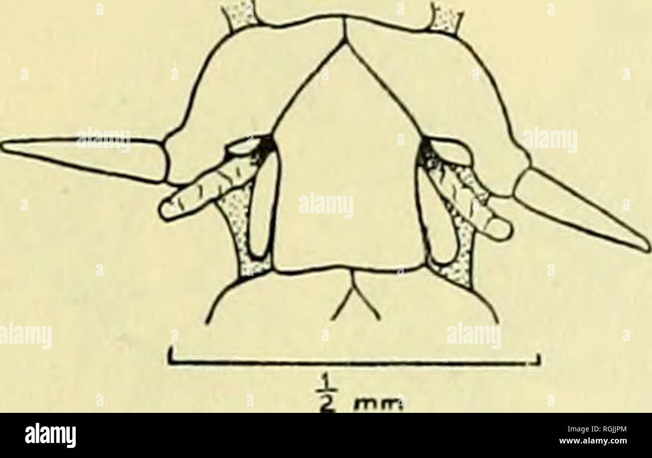 . Bulletin of the British Museum (Natural History). THE "ROSAURA ...