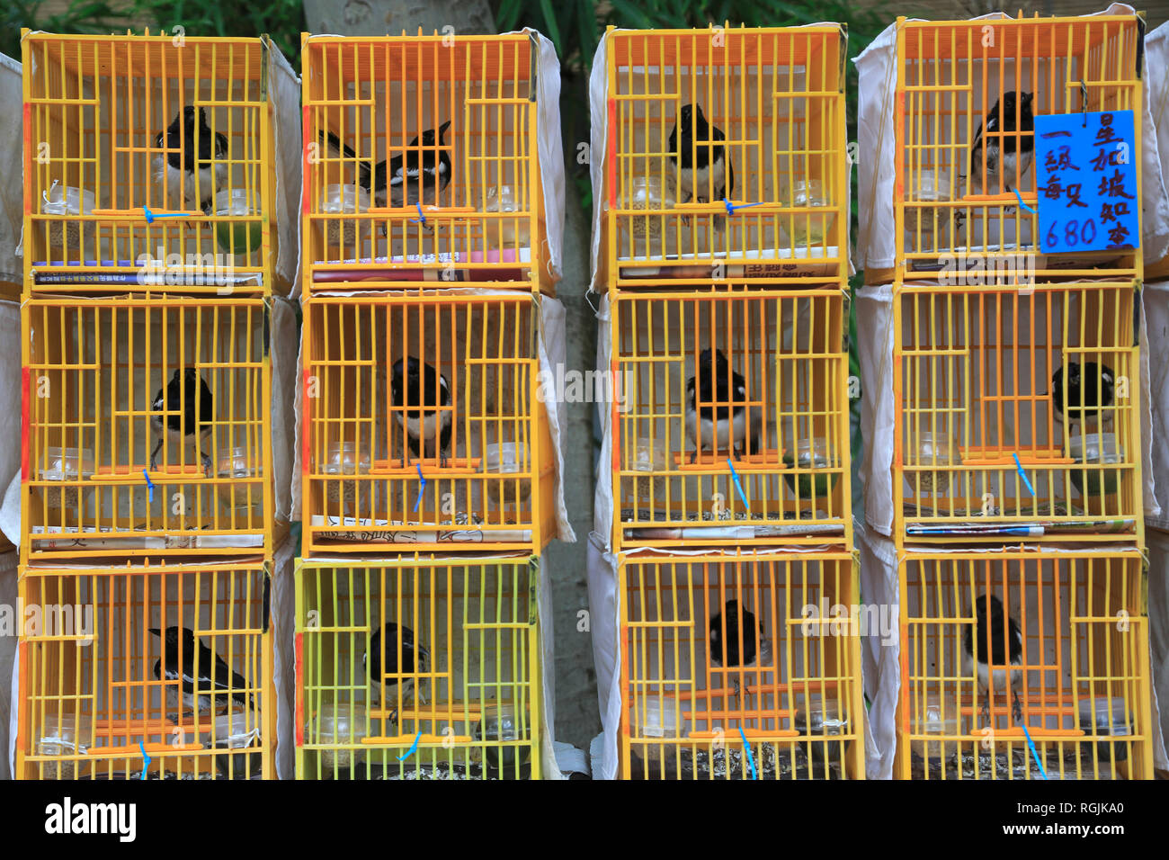 Birds for Sale, Yuen Po Street Bird Market and Garden, Mong Kok or ...