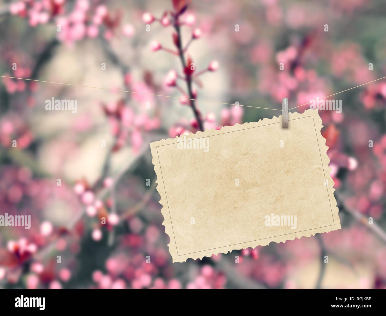 Blank old vintage postcard frame against pink blooms background Stock ...