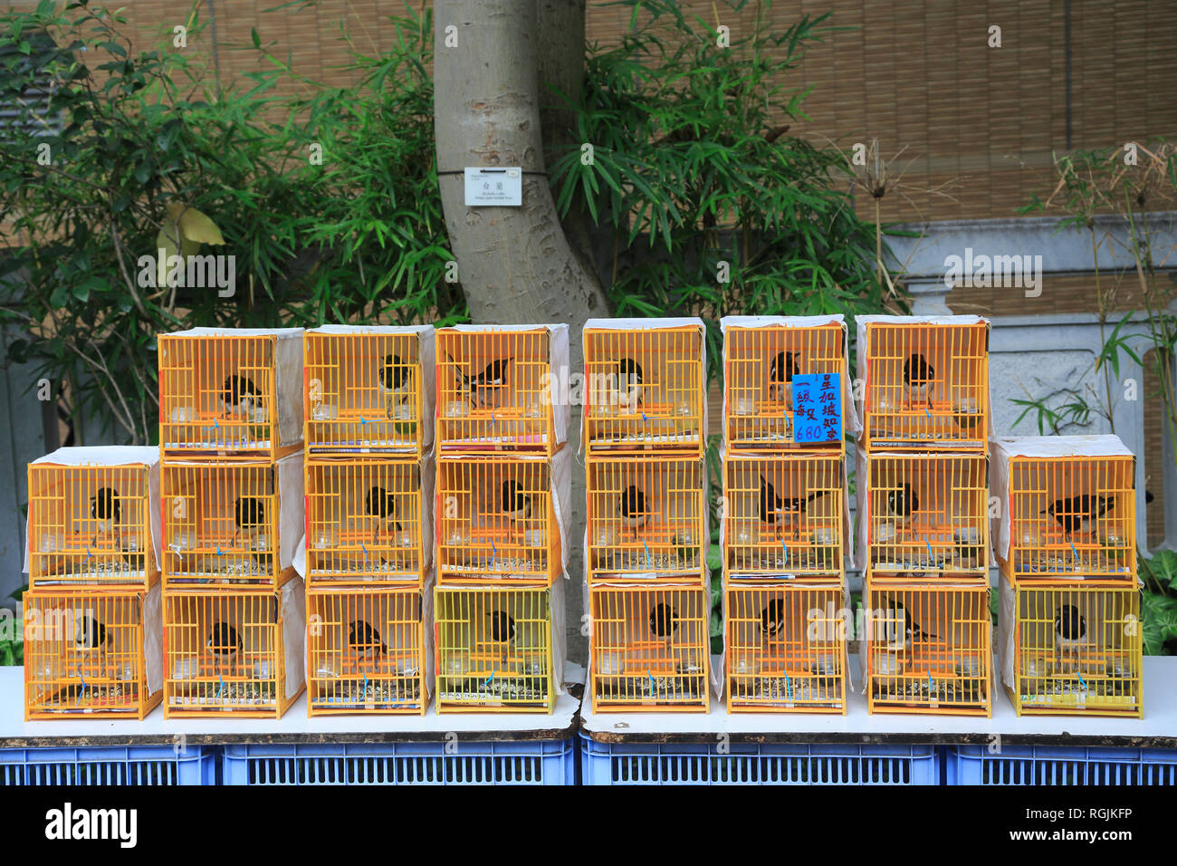 Hong kong bird markets hi-res stock photography and images - Alamy