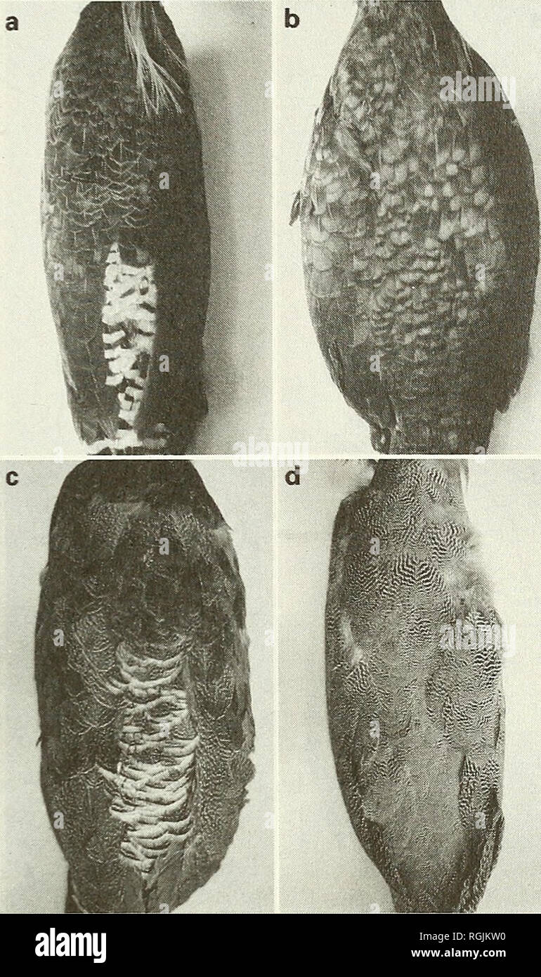 British natural museum feather hi-res stock photography and images - Alamy