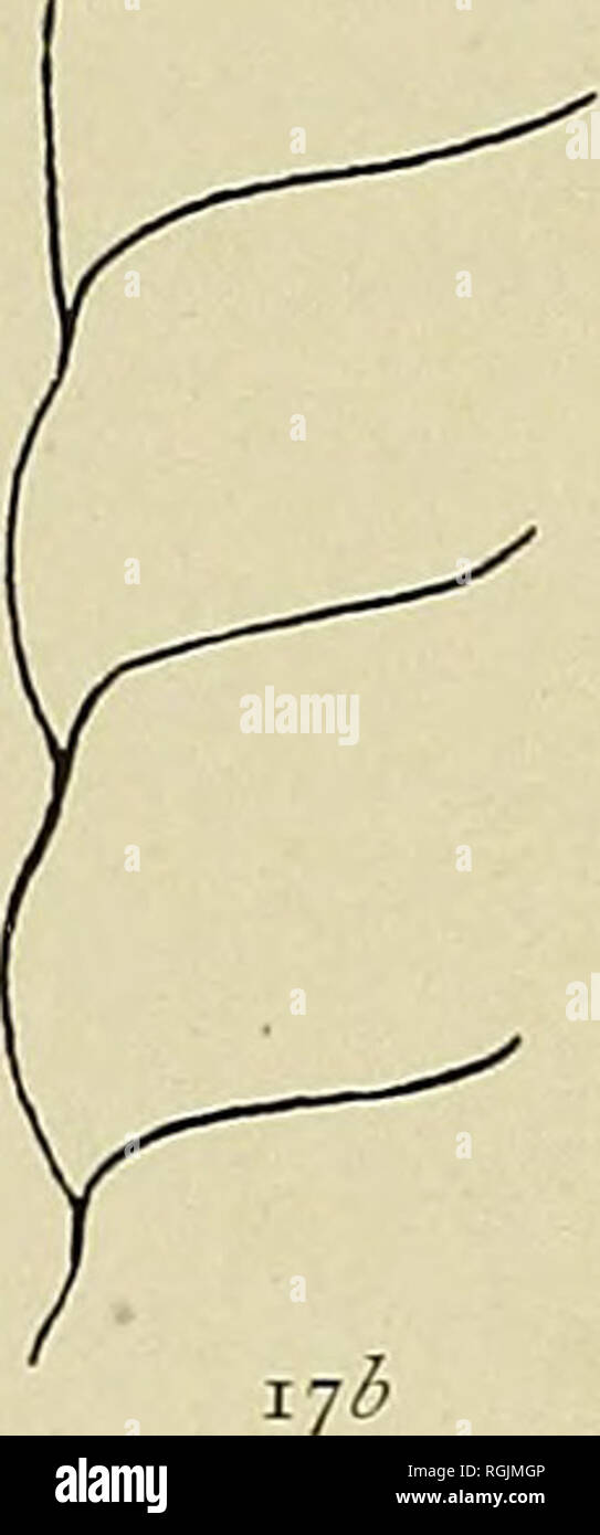 Bilineatum hi-res stock photography and images - Alamy