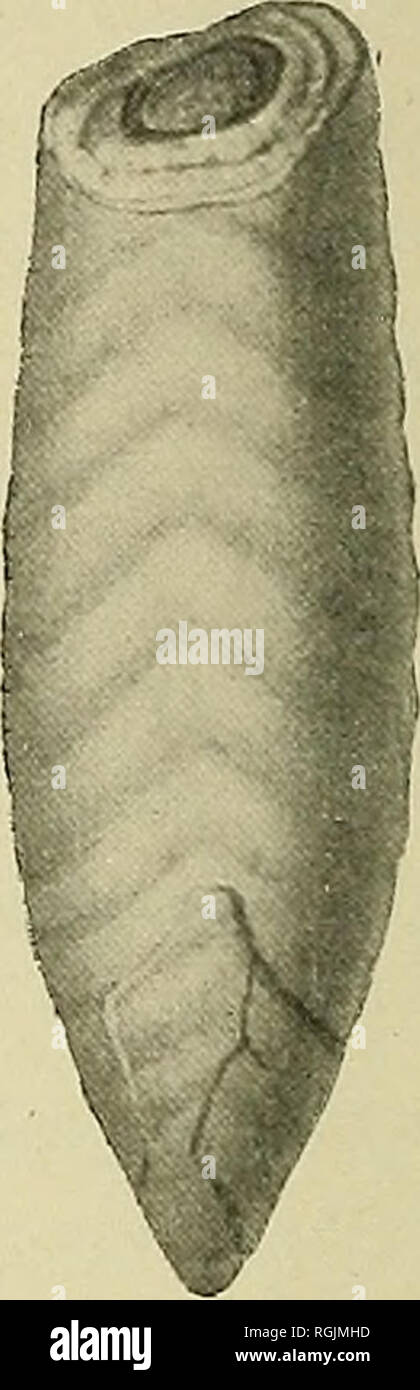 Preseptal hi-res stock photography and images - Alamy