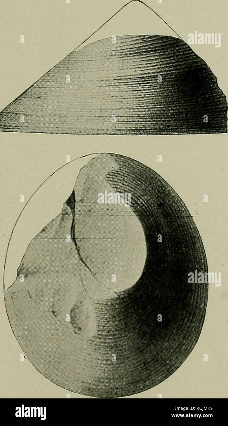 Highly arched shell hi-res stock photography and images - Alamy