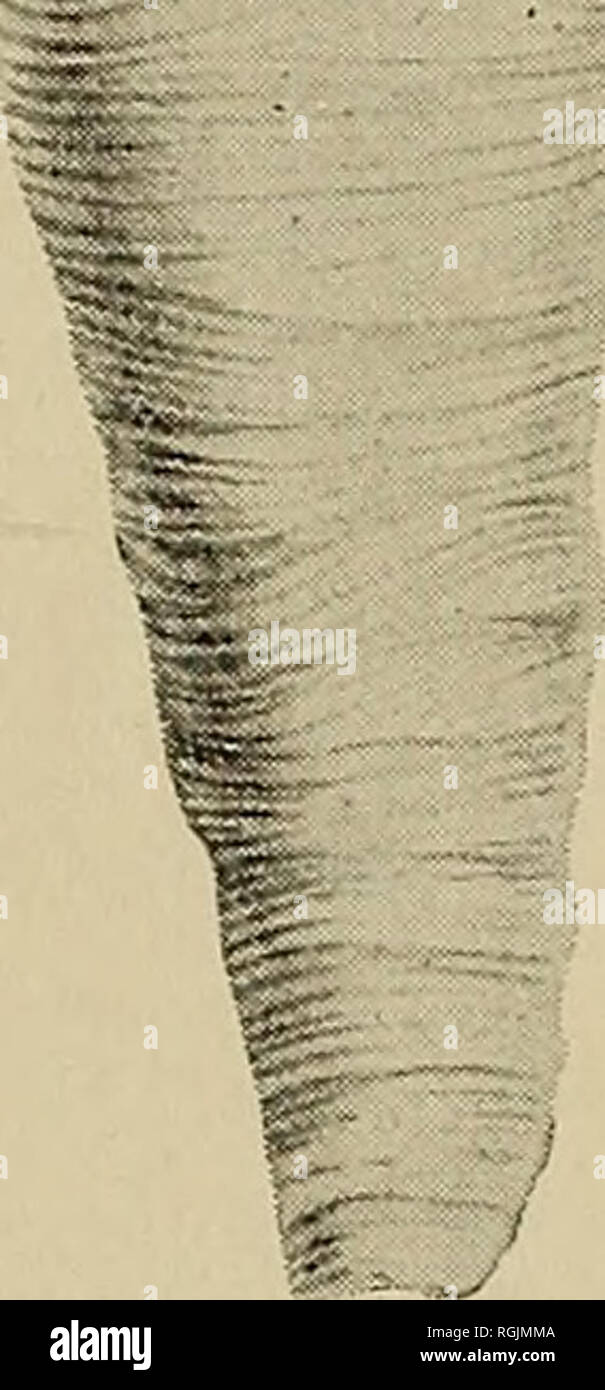 . Bulletin - New York State Museum. Science. NIAGARA FALLS AND VICINITY ...