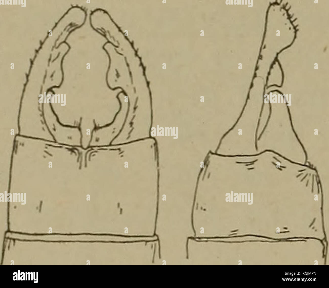 Hook tipped legs hi-res stock photography and images - Alamy