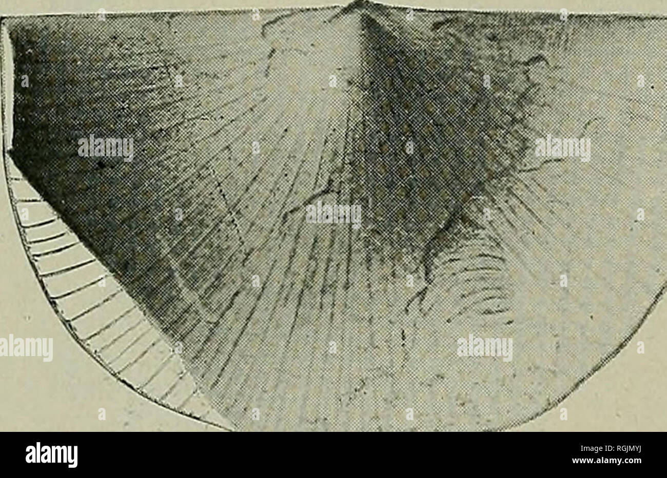 Striated Margins High Resolution Stock Photography and Images - Alamy