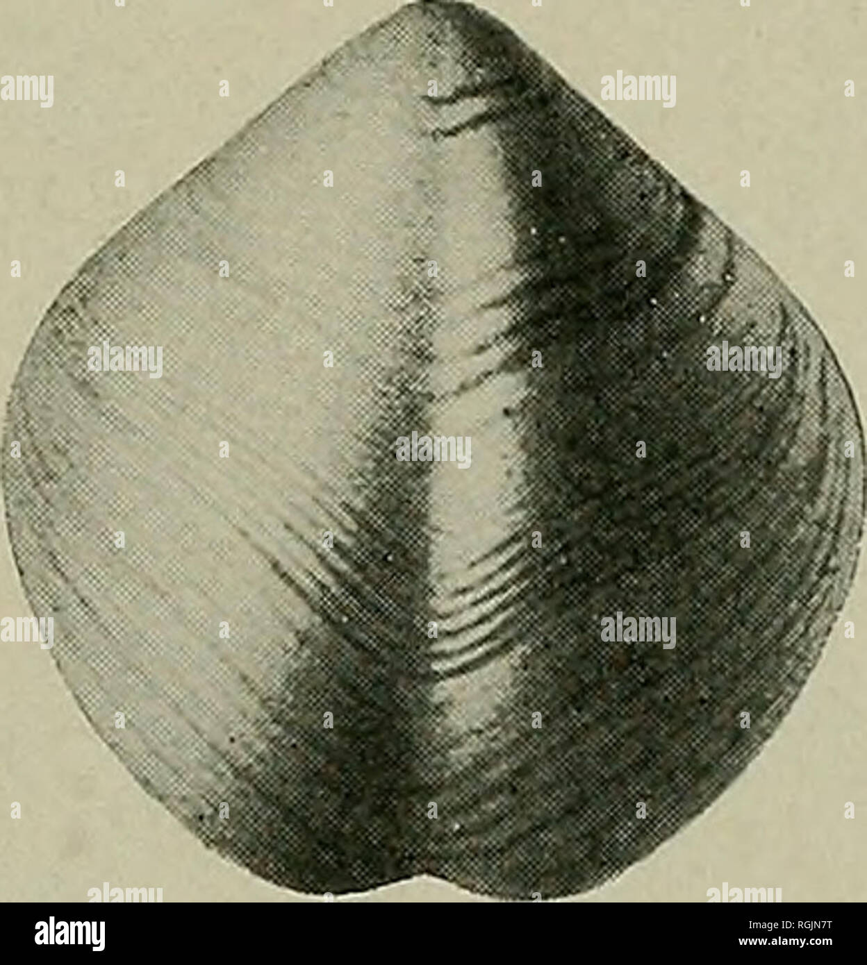 . Bulletin - New York State Museum. Science. Athyris hera more ...