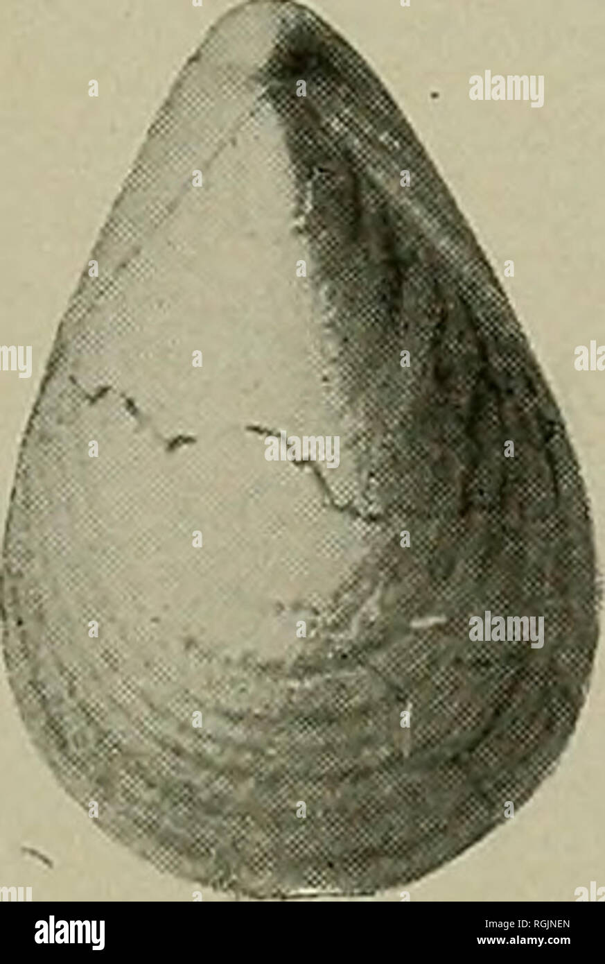 . Bulletin - New York State Museum. Science. Lunu 1 i c ardium ...