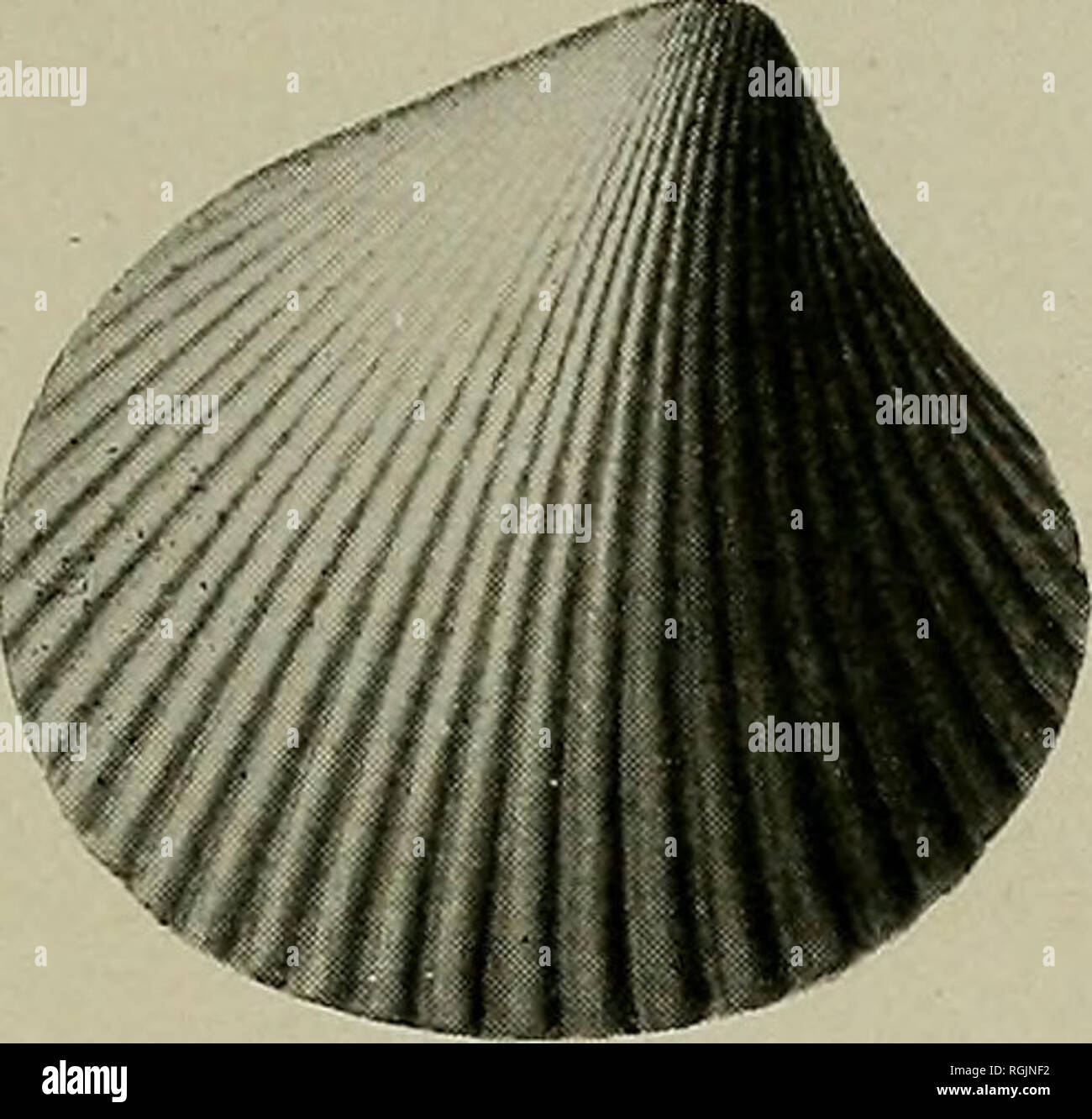 . Bulletin - New York State Museum. Science. SOME NEW DEVONIC FOSSILS ...