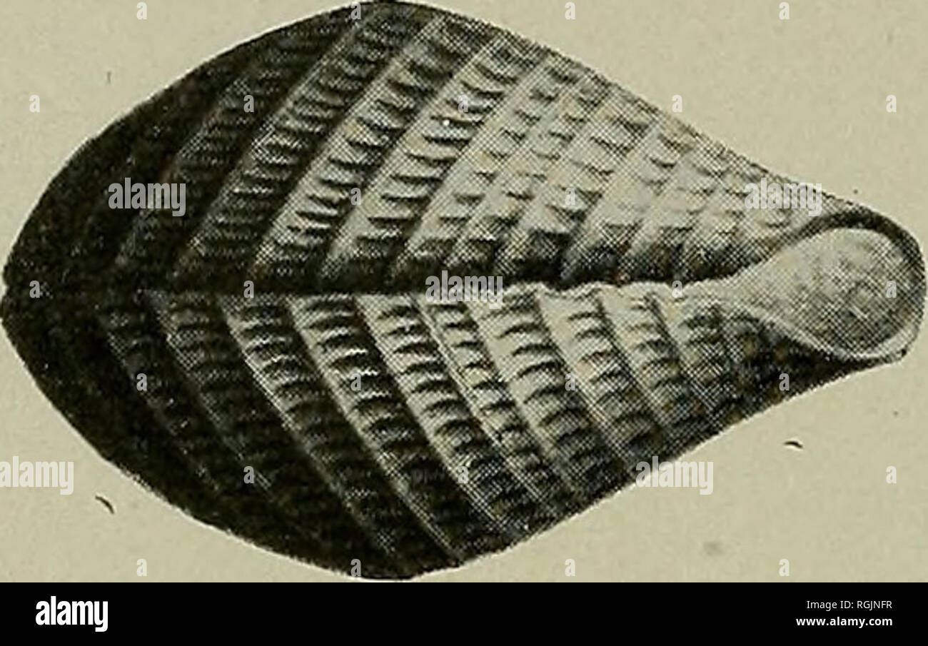 Larger shell structure hi-res stock photography and images - Alamy