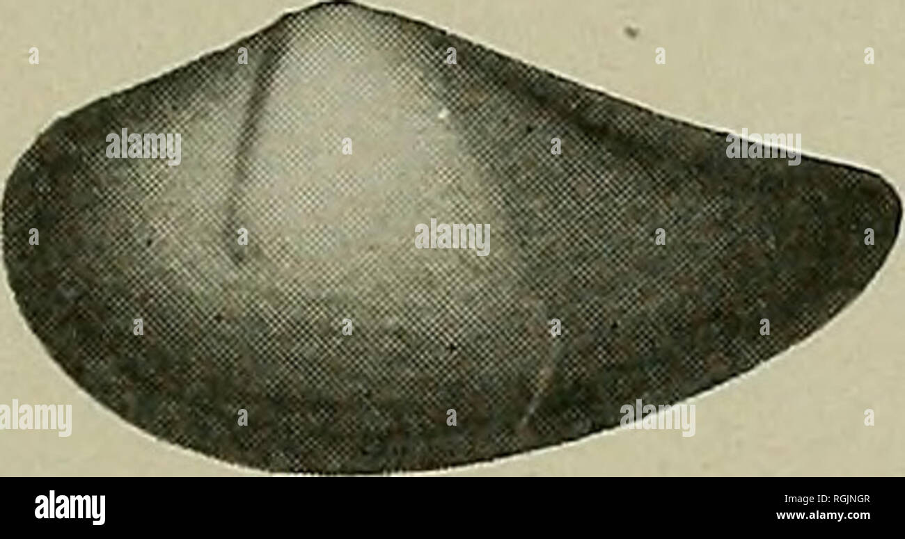 . Bulletin - New York State Museum. Science. SOME NEW DEVONIC FOSSILS ...