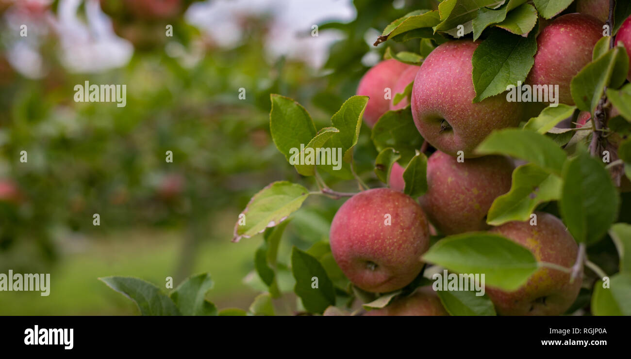 Perfect apple tree hi-res stock photography and images - Alamy