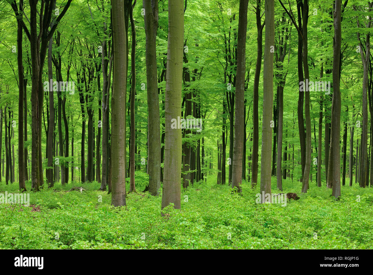 Beech forest hi-res stock photography and images - Alamy