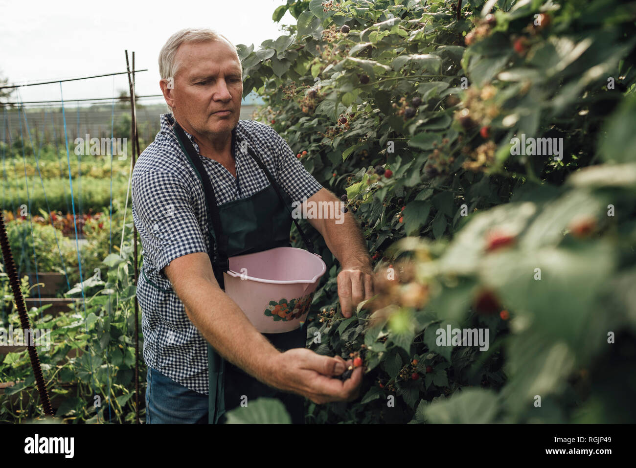 Berries in garden hi-res stock photography and images - Alamy