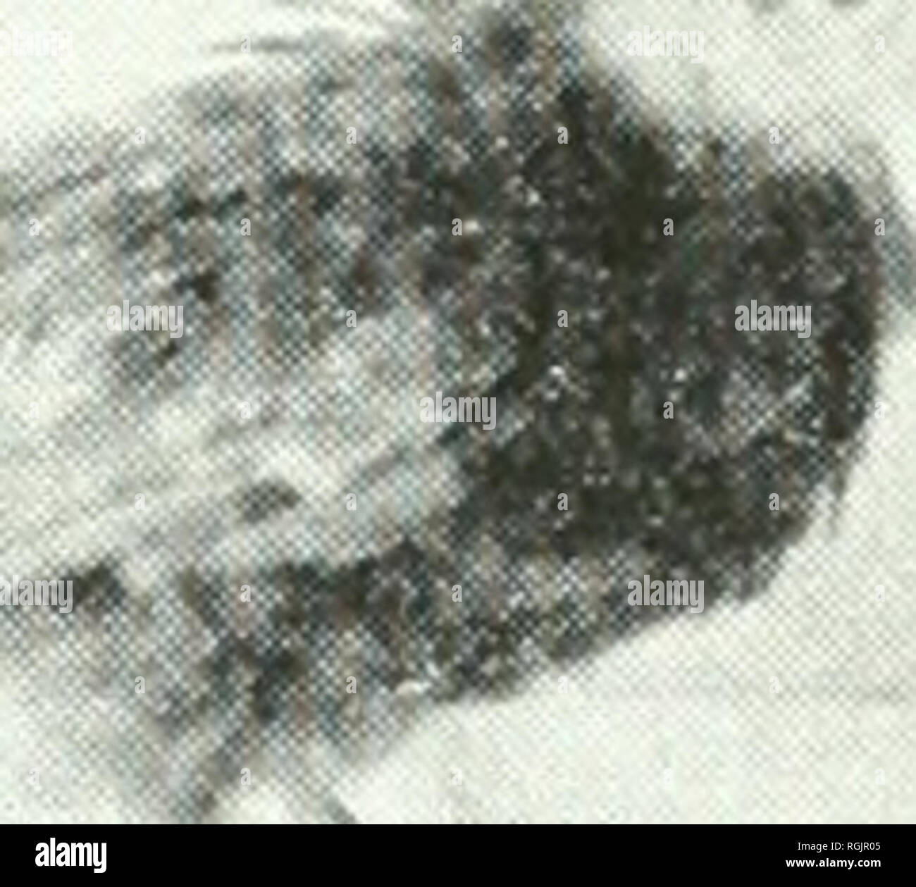 Pullorum hi-res stock photography and images - Alamy