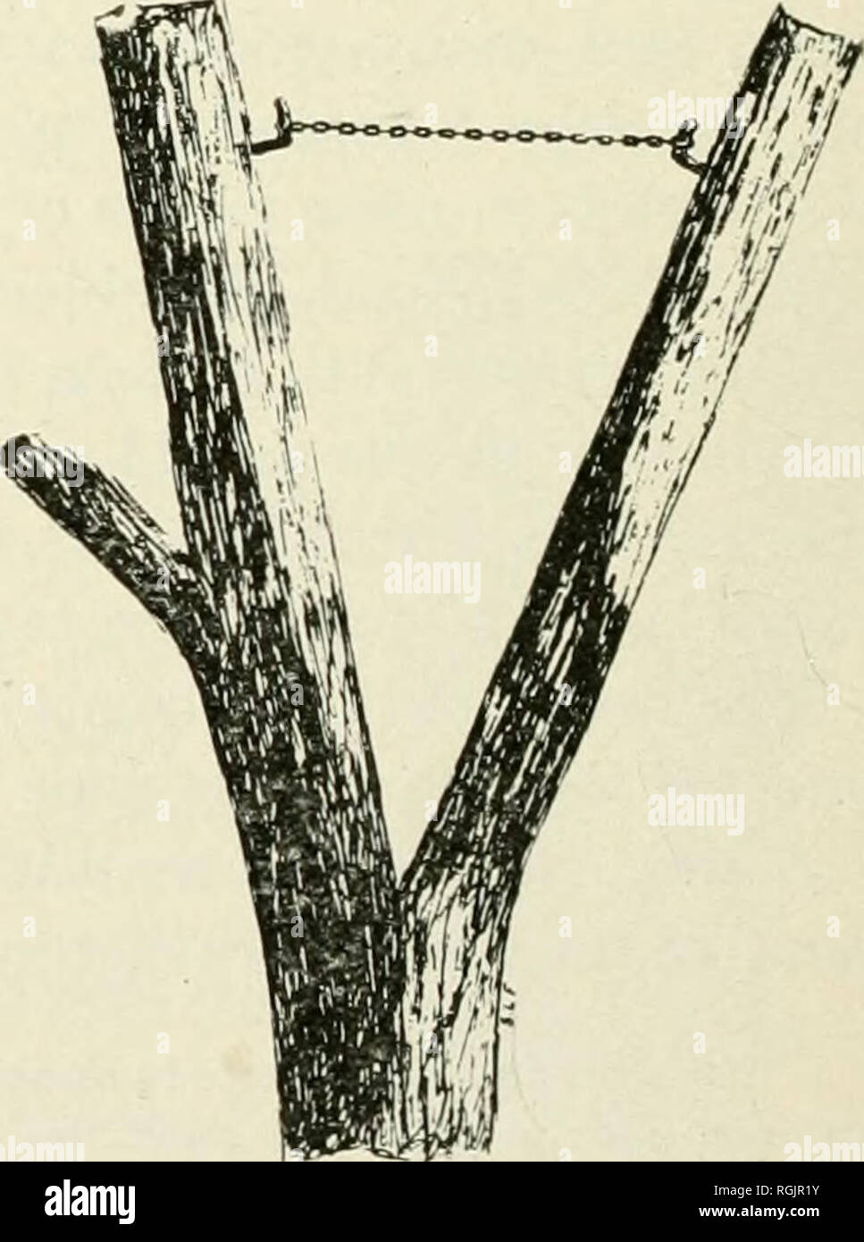 Strengthening tissue hi-res stock photography and images - Alamy