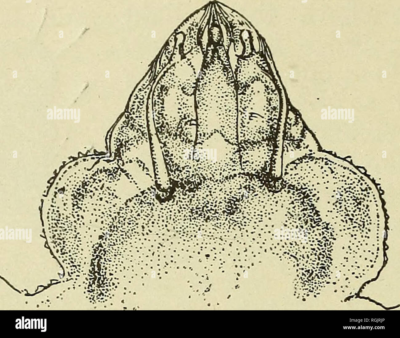 . Bulletin - New York State Museum. Science. Ii8 NEW YORK STATE MUSEUM ...