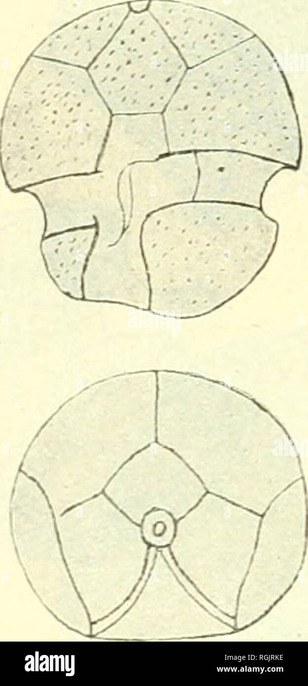 Peridinium sp hi-res stock photography and images - Alamy
