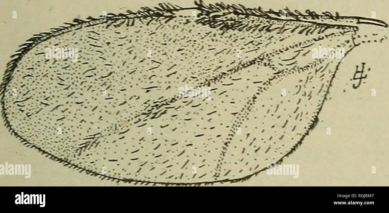 . Bulletin - New York State Museum. Science. Fig. 15 LasxQp- tera ...