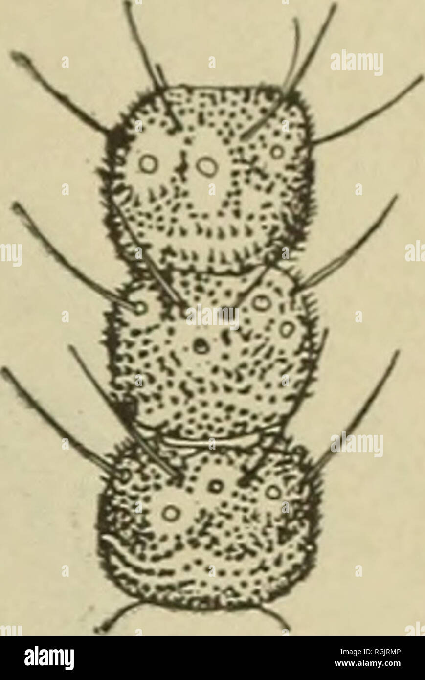Fera york hi-res stock photography and images - Alamy