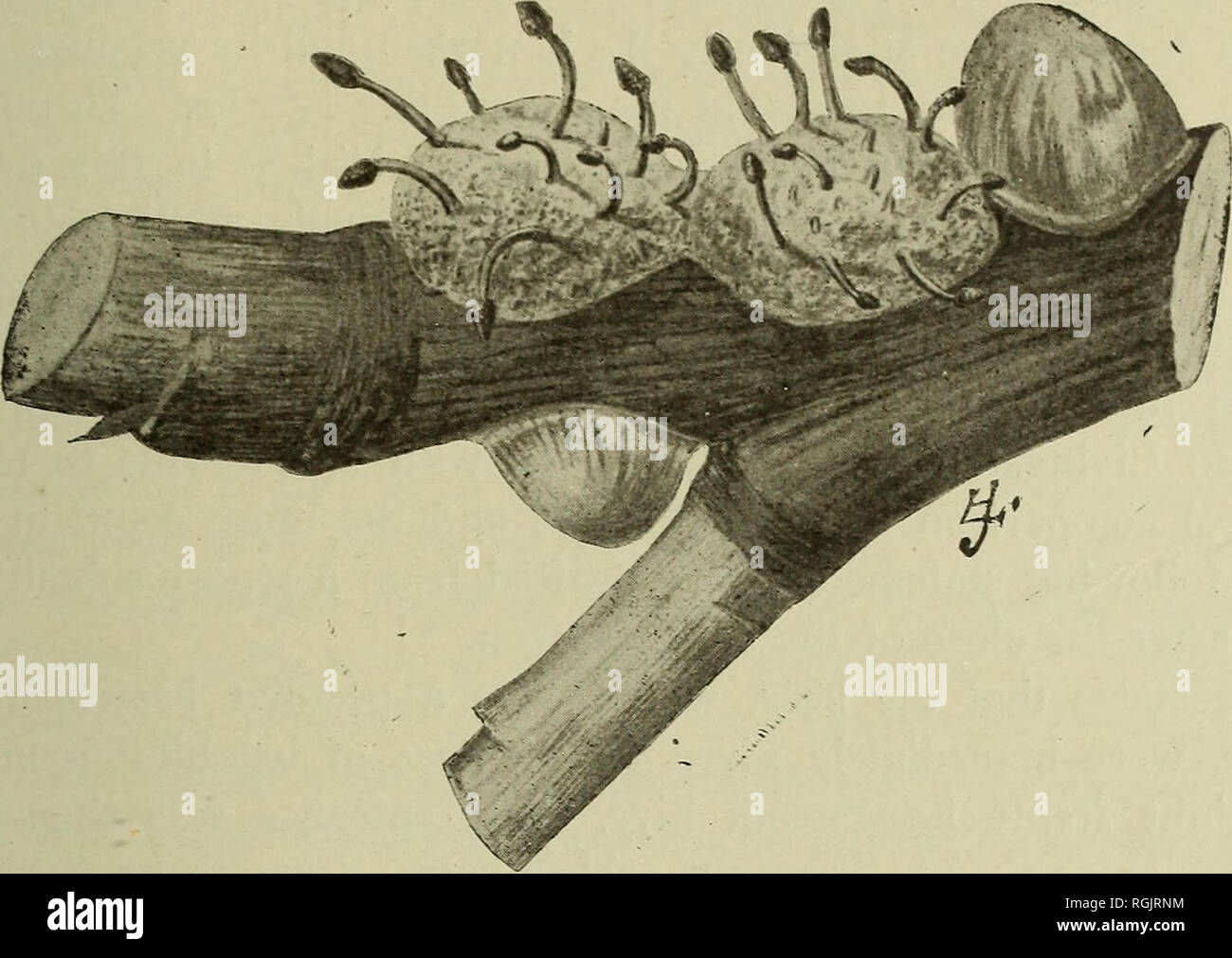 . Bulletin - New York State Museum. Science. REPORT OF THE STATE ...