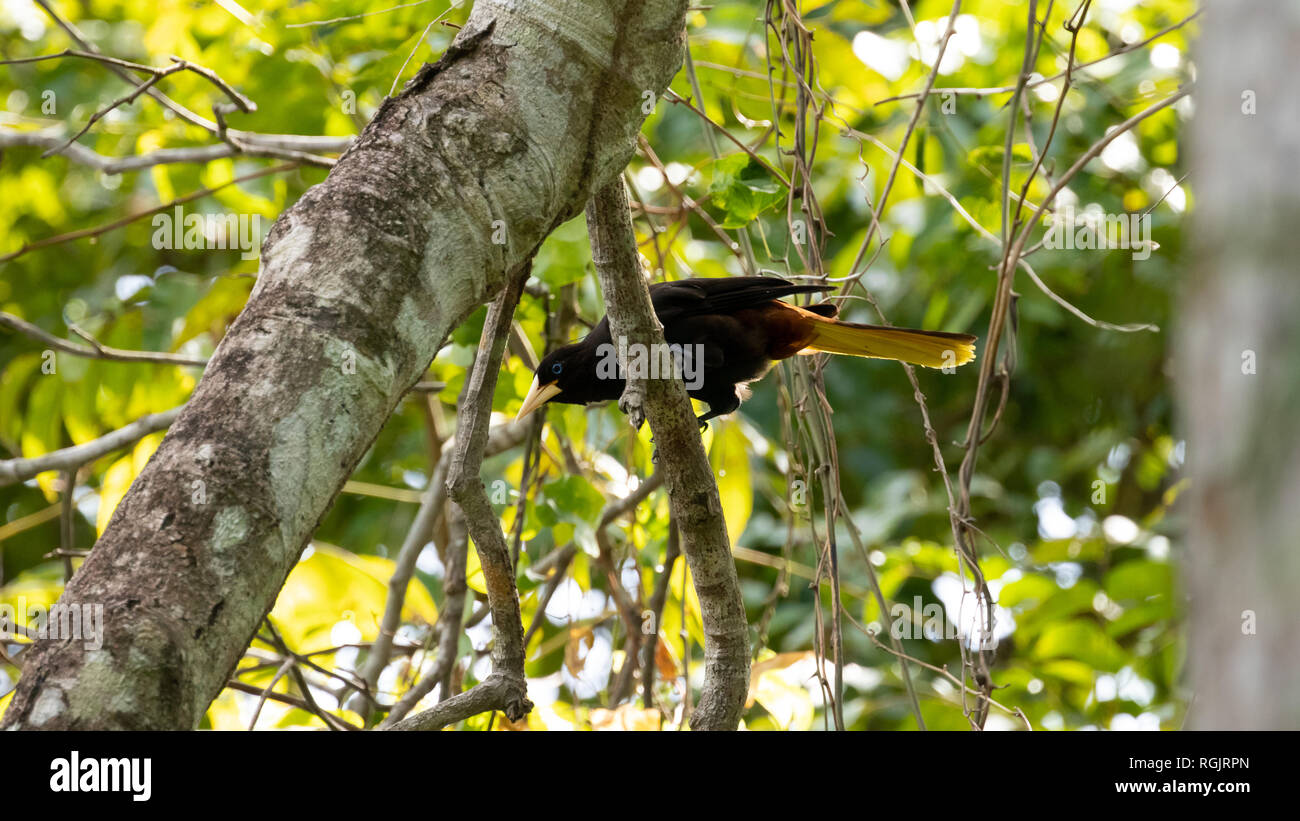 Green oropendola hi-res stock photography and images - Alamy