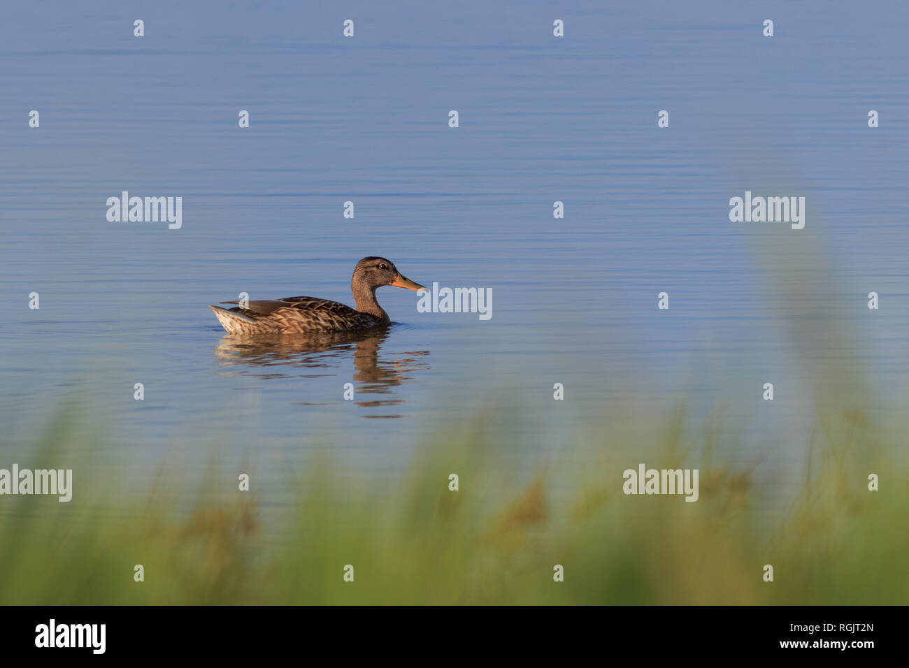 Danube duck hi-res stock photography and images - Alamy