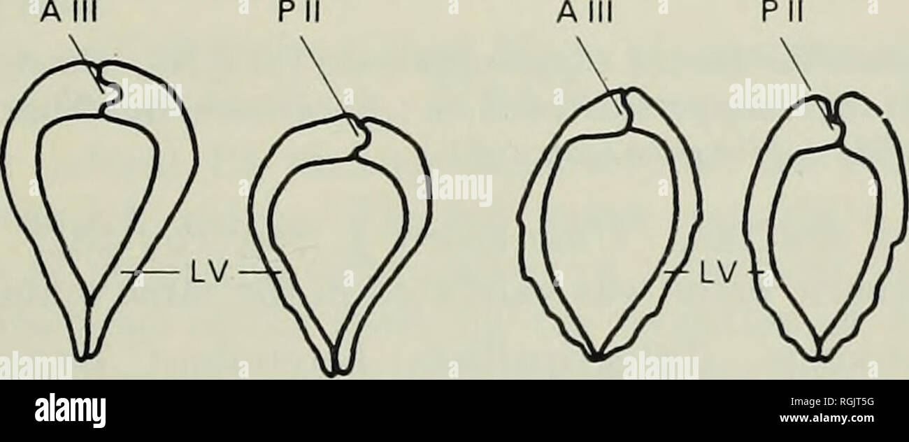 . Bulletin of the British Museum (Natural History), Geology. SPECIES OF ...