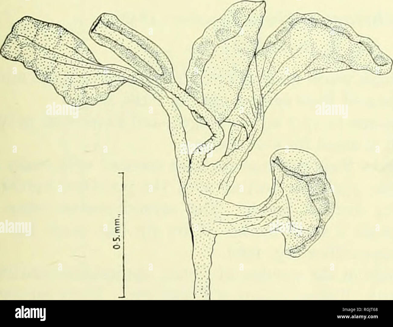 Proglottis hi-res stock photography and images - Alamy