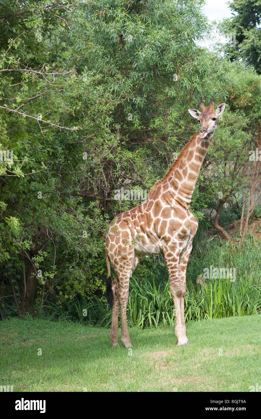 Quiet giraffe hi-res stock photography and images - Alamy