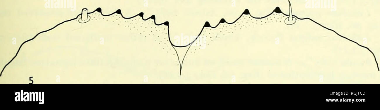 Lithobius species hi-res stock photography and images - Alamy