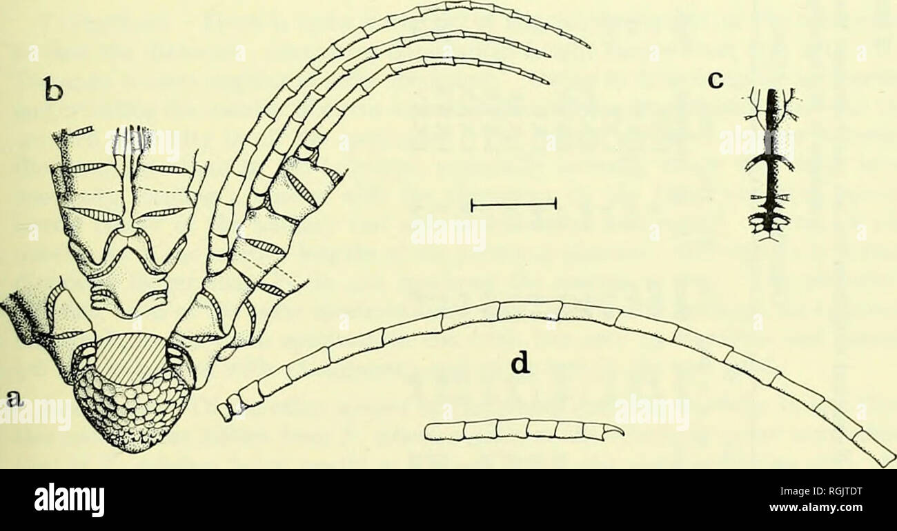 . Bulletin of the British Museum (Natural History). INDIAN OCEAN ...
