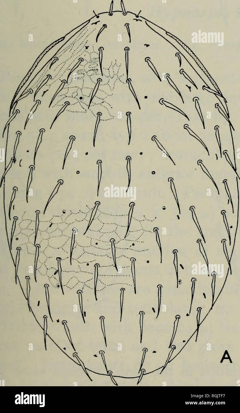 48 24 pairs hi-res stock photography and images - Alamy